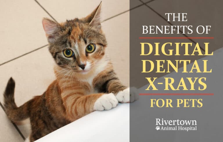 The Benefits of Digital Dental X-rays for Pets - Rivertown Animal Hospital